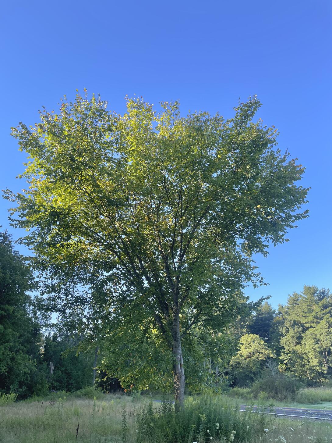 Slippery Elm | CMP Tree Selection Tool